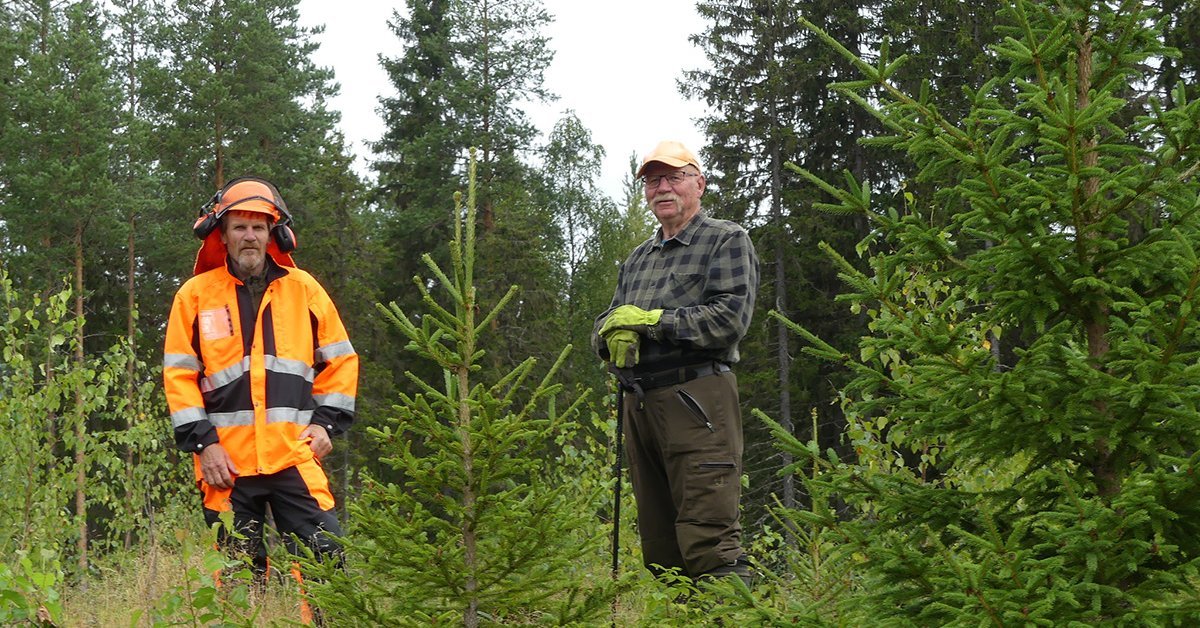 Goda val i plantskogen bär långt - Min Skog